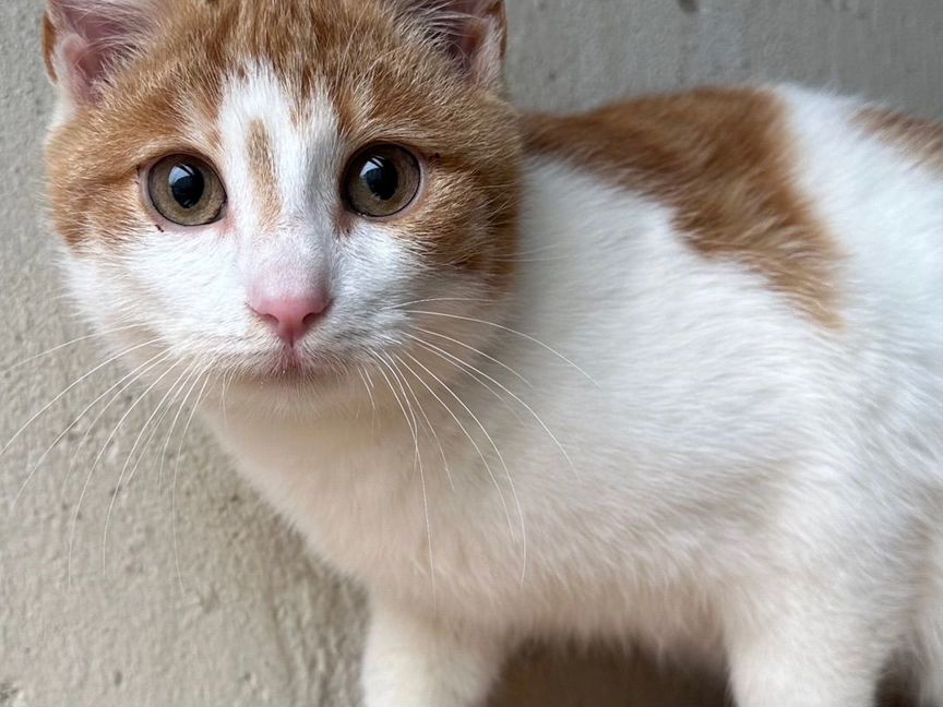 Красавцы Котята котенок пушистый рыжий белый