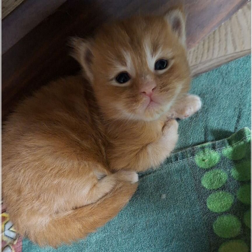 Мейн-кун котёнок