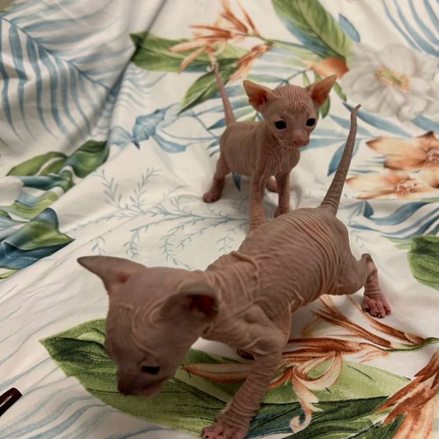 Донской сфинкс котёнок