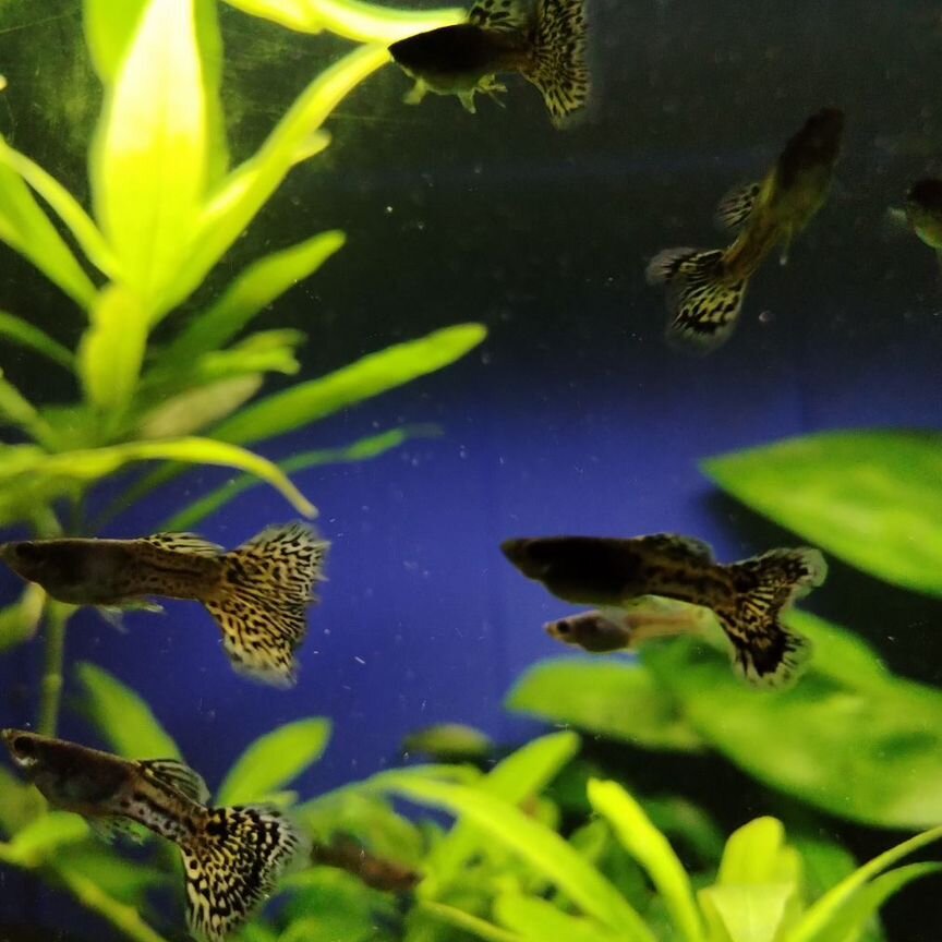 Аквариумные рыбки, растения