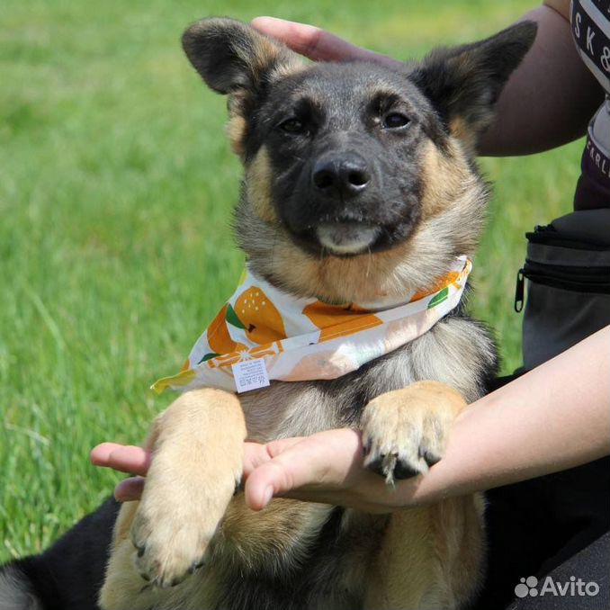 Собака малышка Дафна ищет себе семью