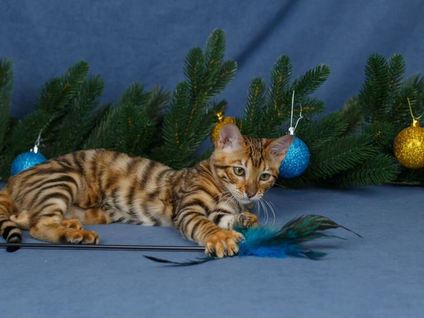 Кошечка породы тойгер