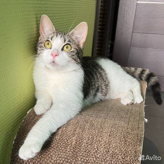 Серьёзная и смешная Боня (кошка, котёнок, 10 мес.)