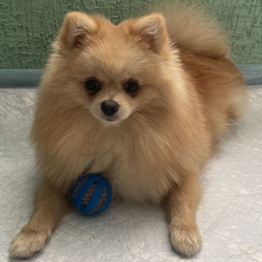 Померанский шпиц вязка кобель