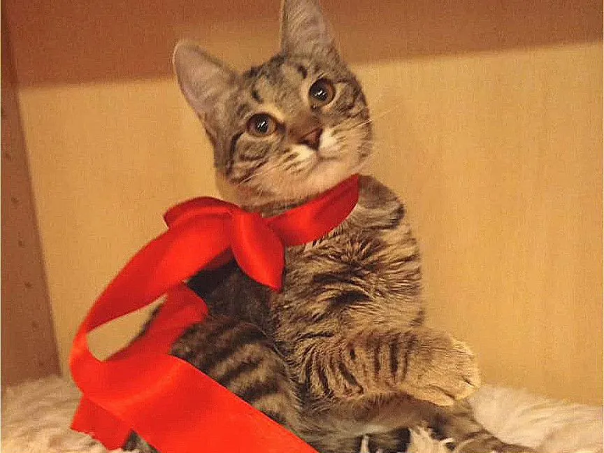 Котенок в добрые руки.Шурочка,полосатое очарование