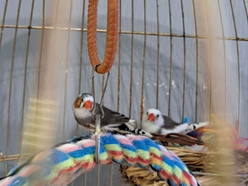 Птицы амадины