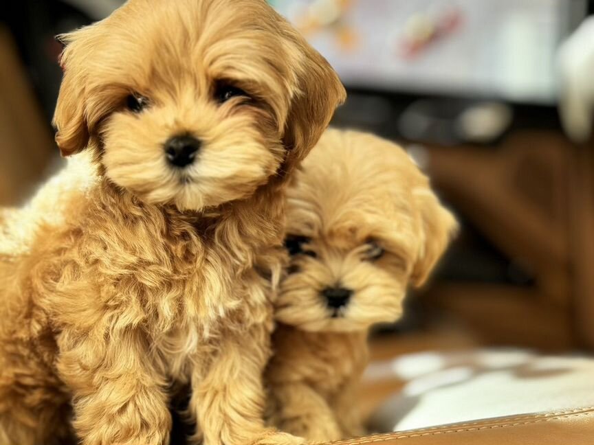 Maltipoo mini f1 в корейском типе