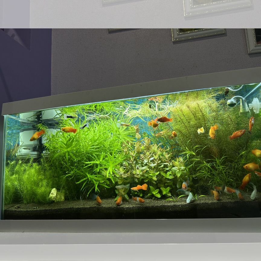 Аквариумные растения