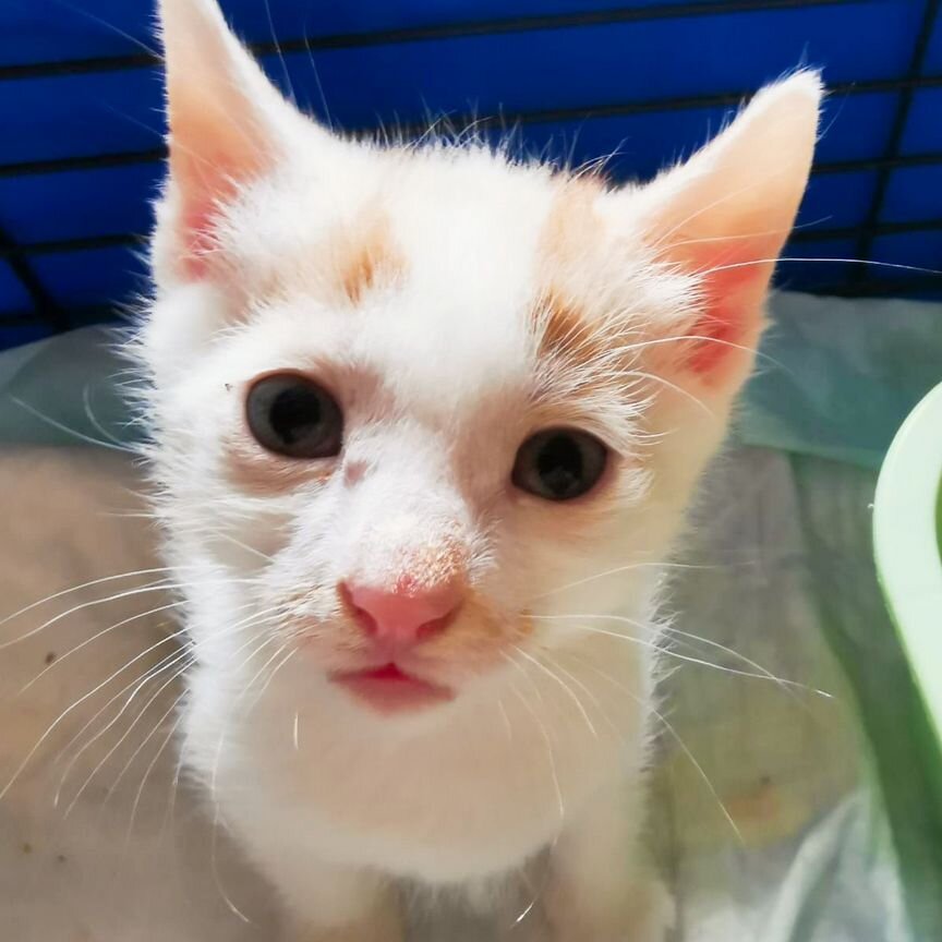 Белорыжий котенок мальчик в добрые руки