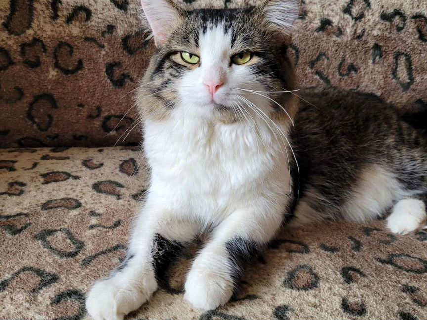 Котик в добрые руки