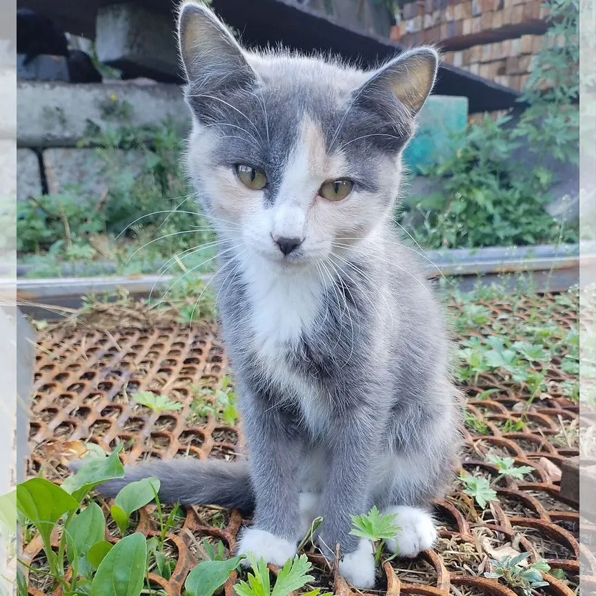 Котенок в добрые руки