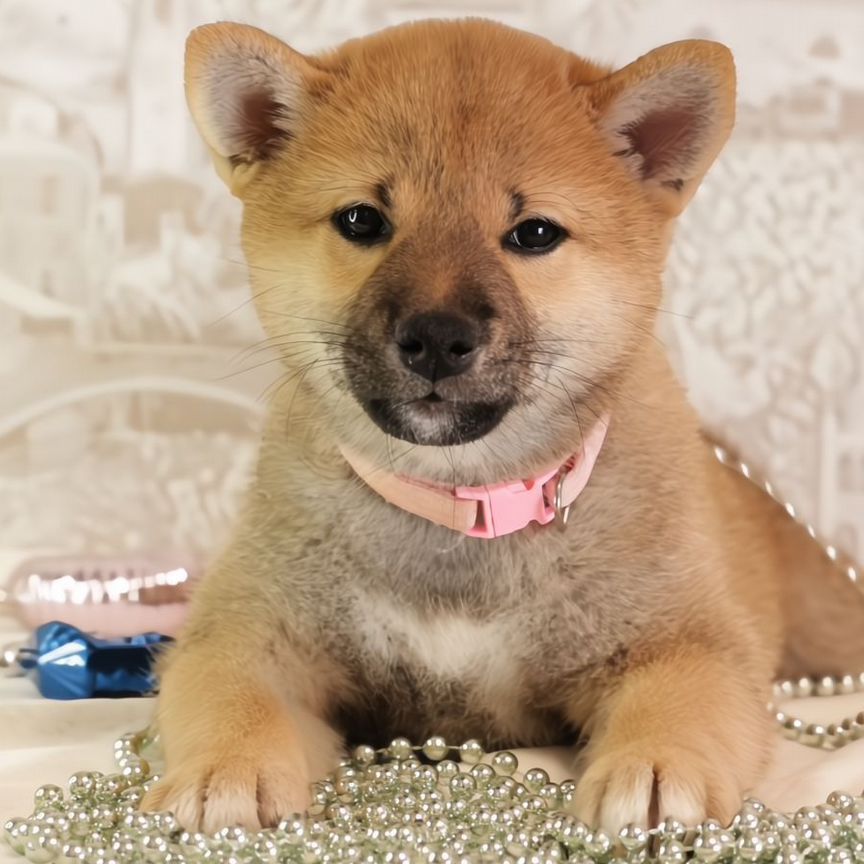 Сиба-ину, щенок