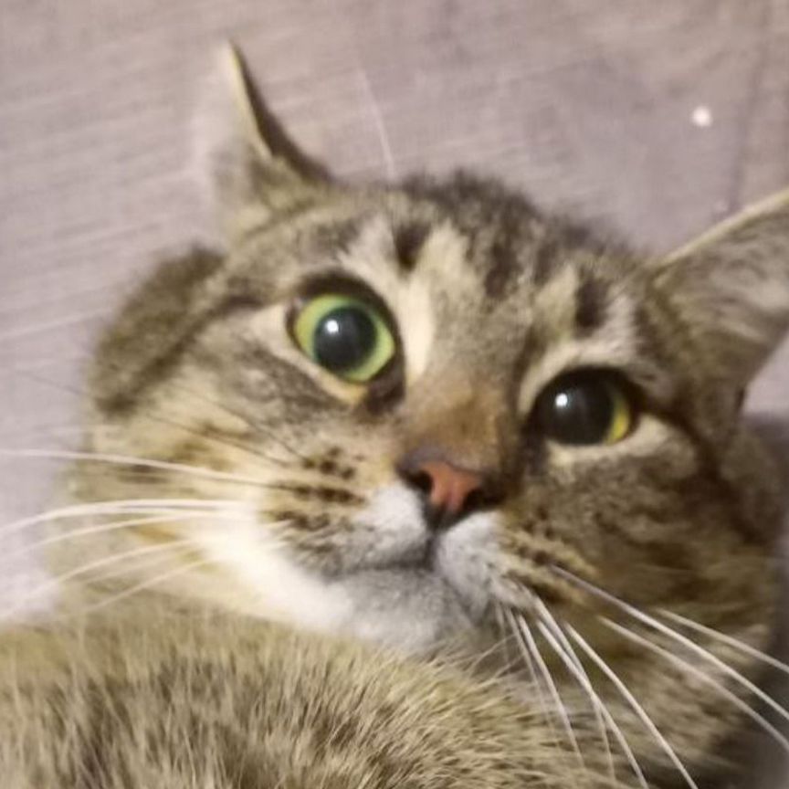 Взрослый кот в добрые руки