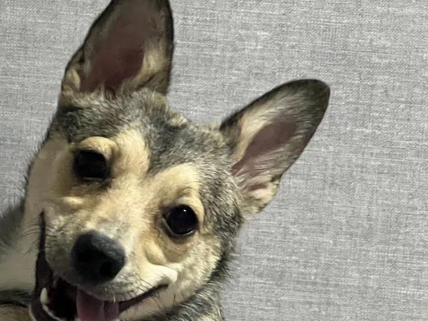 Стеше нужен дом