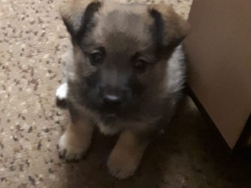 Щенок в добрые руки бесплатно