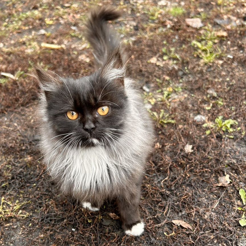 Котёнок в добрые руки