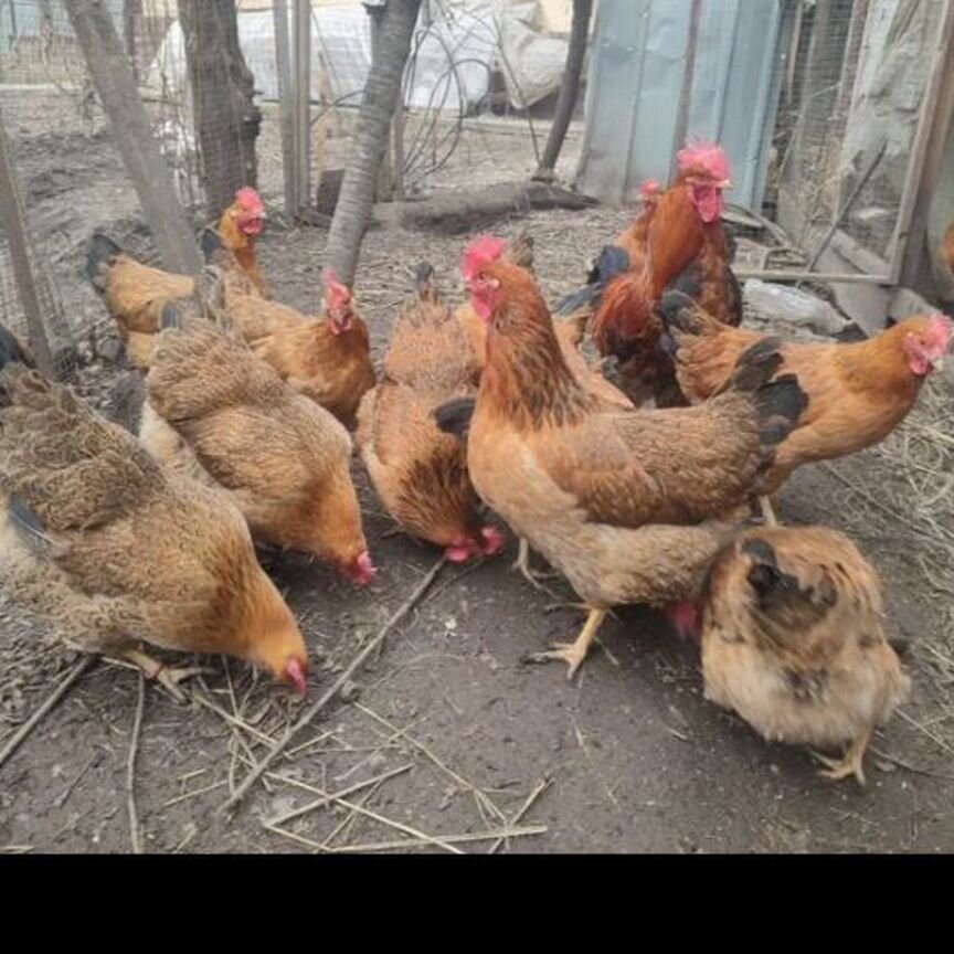 Инкубационные яйца кур