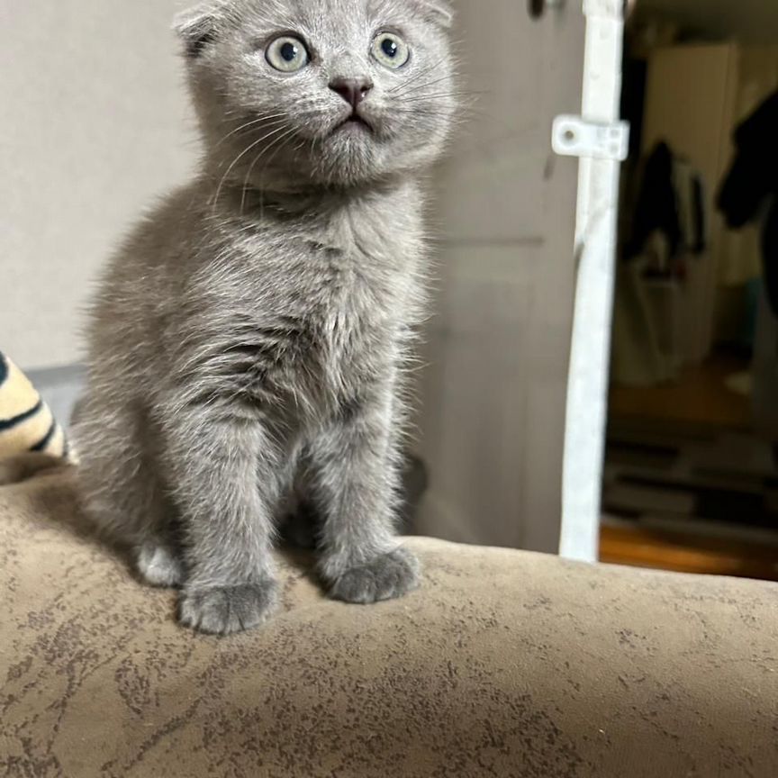 Шотландская вислоухая кошка