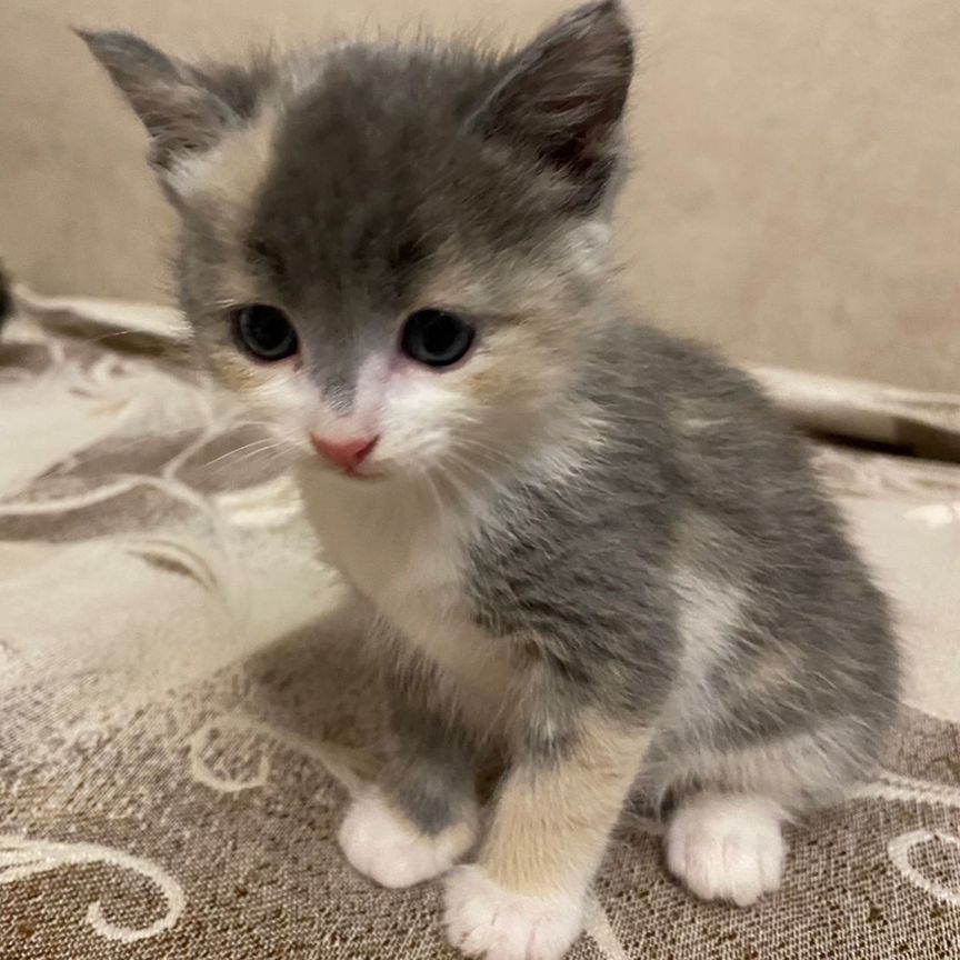 Сибирский котёнок