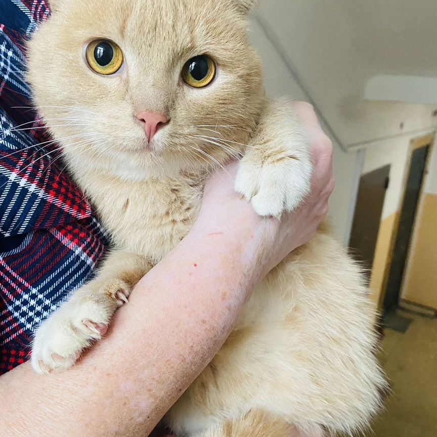 Кот