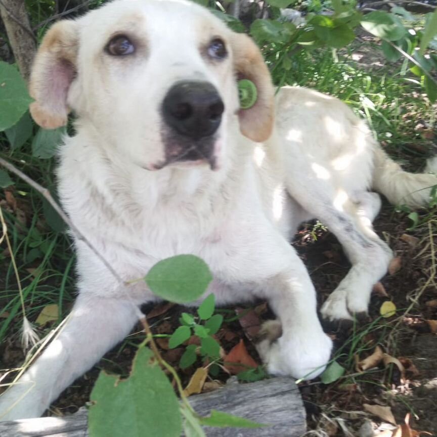 Собака выживает на дачах