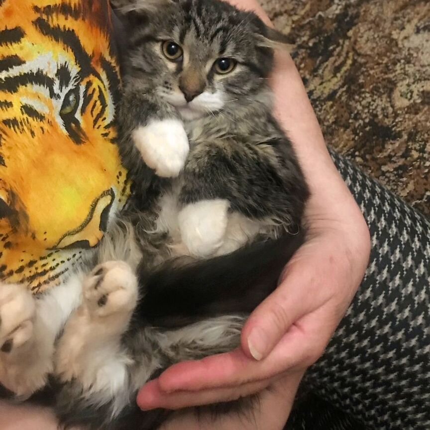 Котята ищут добрые ручки