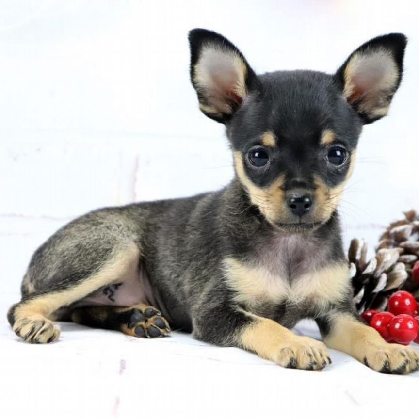 Русский той-терьер, щенок