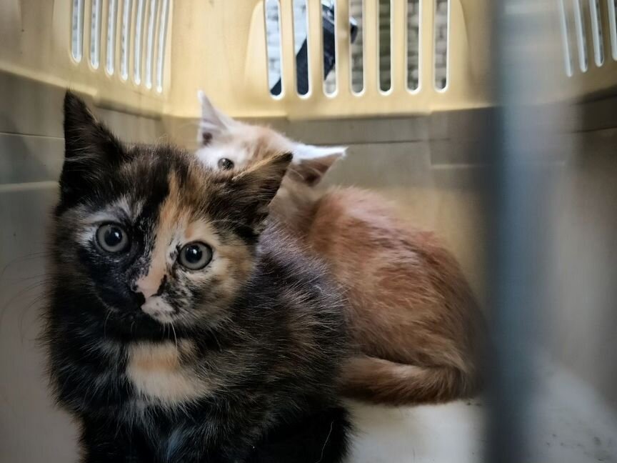 Малыши ищут дом