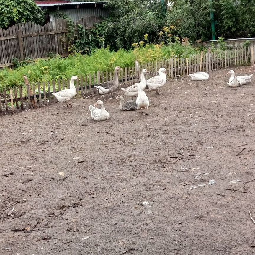 Гуси