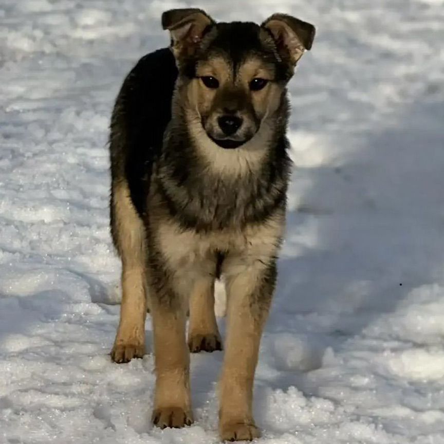 Щенок в добрые руки