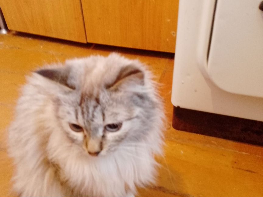 Кошечка в добрые руки
