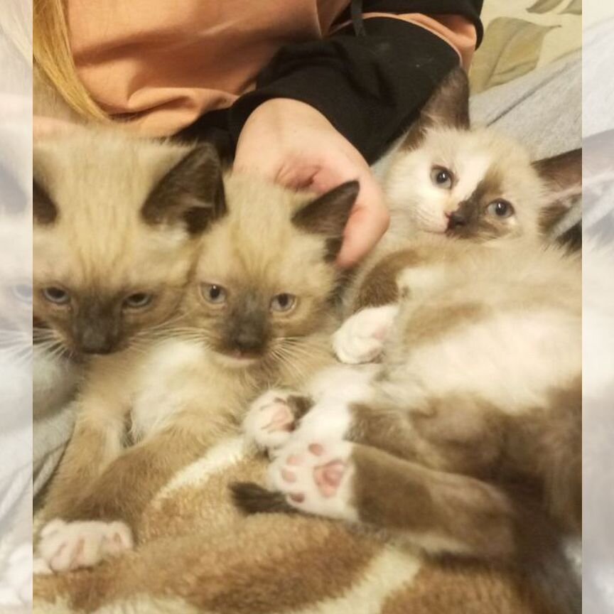 Котёнок в добрые руки