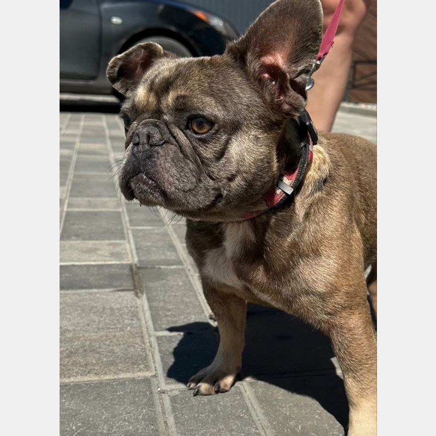 Французский бульдог химба