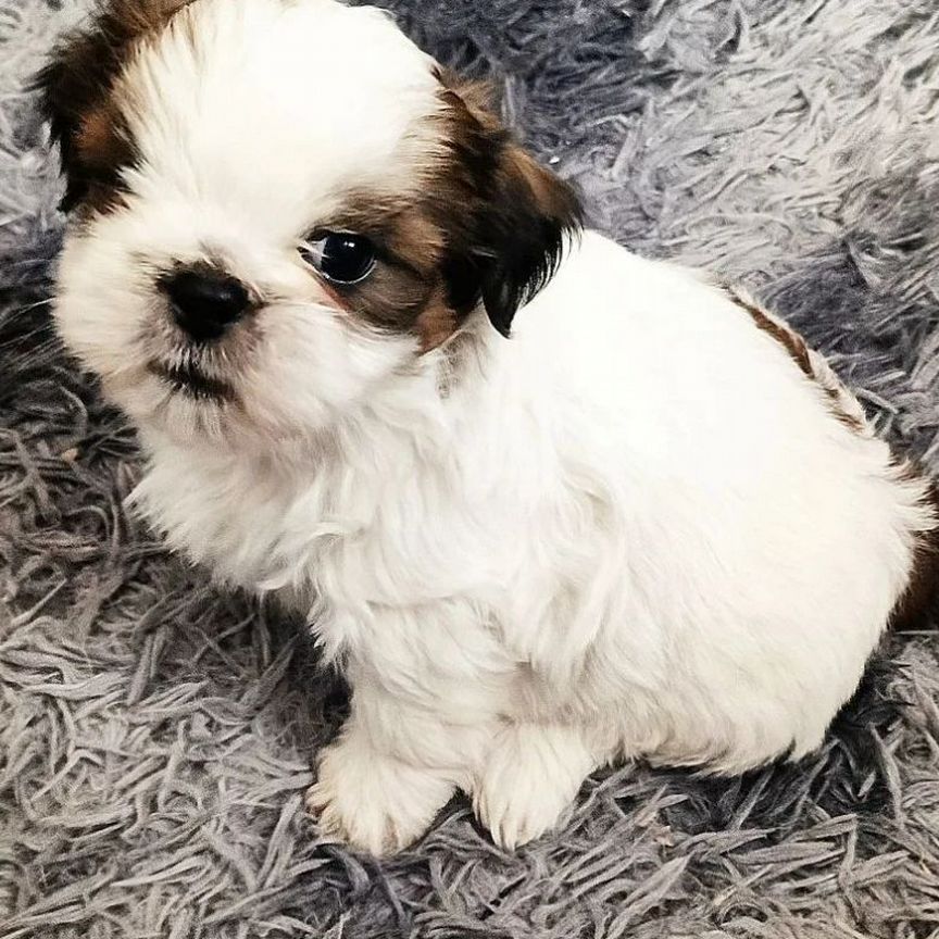 Ши-тцу, щенок