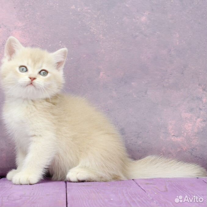 Британская лиловая золотая шиншилла шелл cy12 кот2