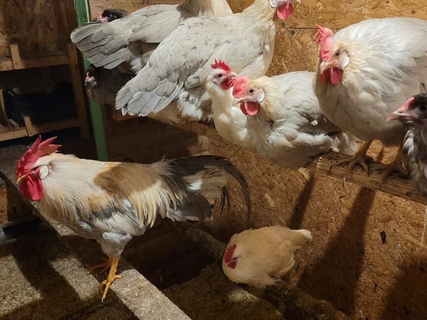 Куры Леггорн