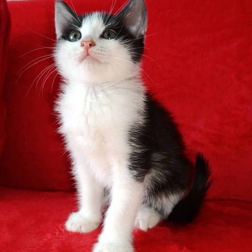 Котёнок в добрые руки