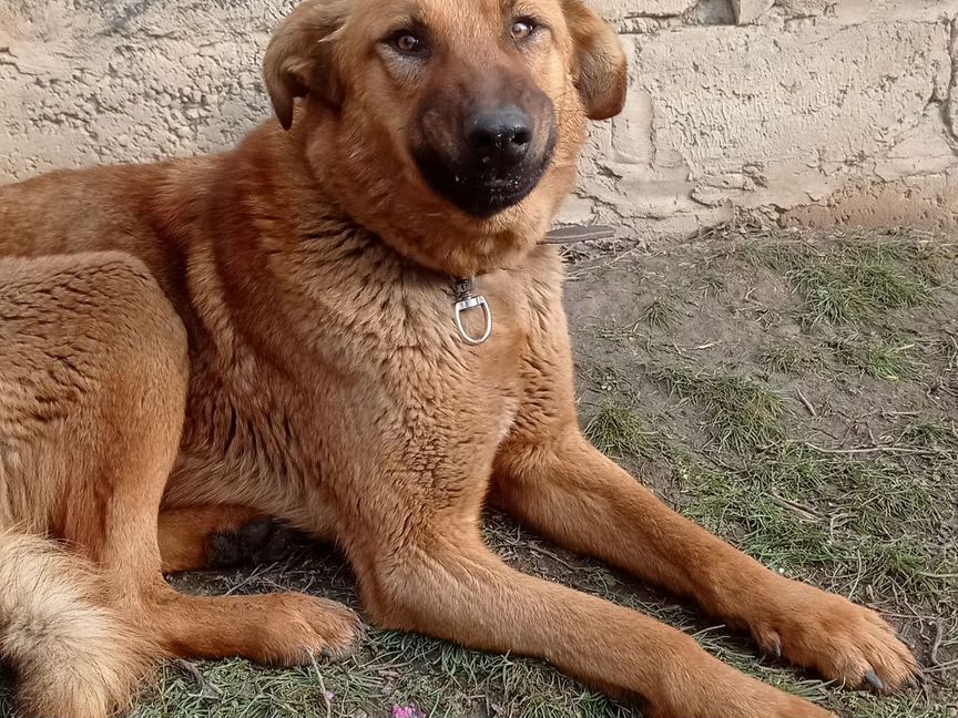 Собака Рэй,1 год