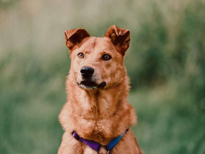 Красивый рыжий пёс из приюта в сильные добрые руки