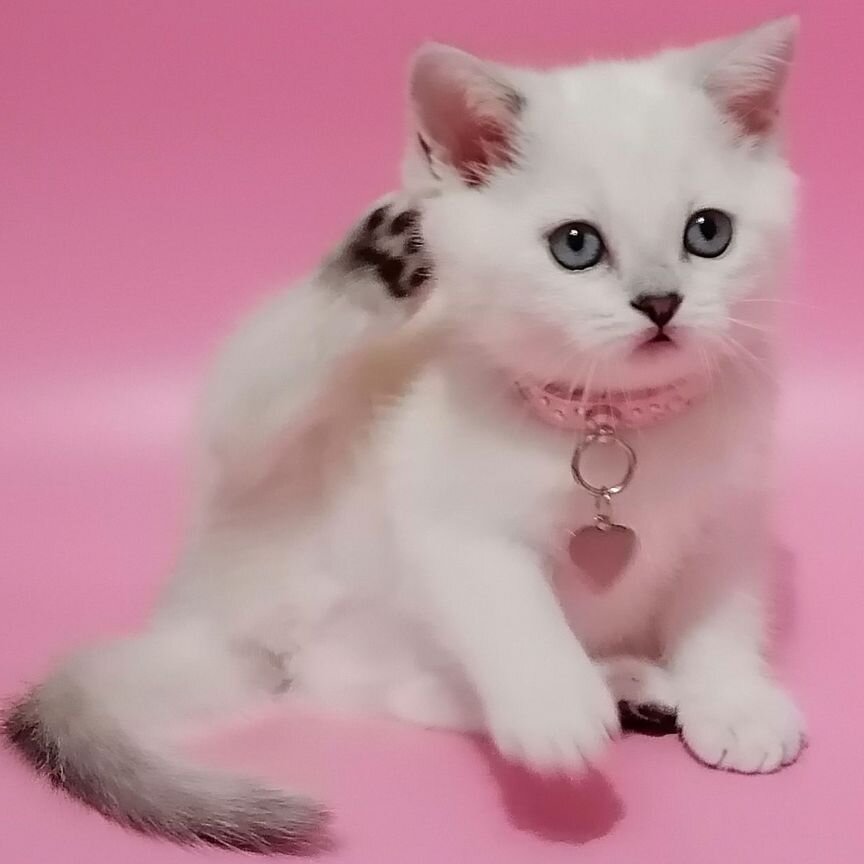 Шотландский прямоухий короткошёрстный котёнок