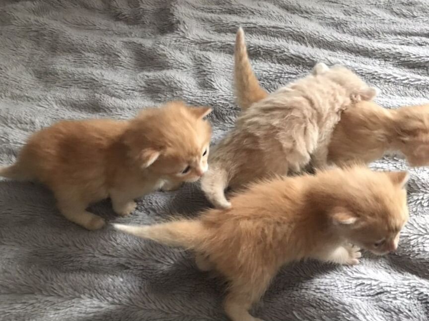 Котята рыжие