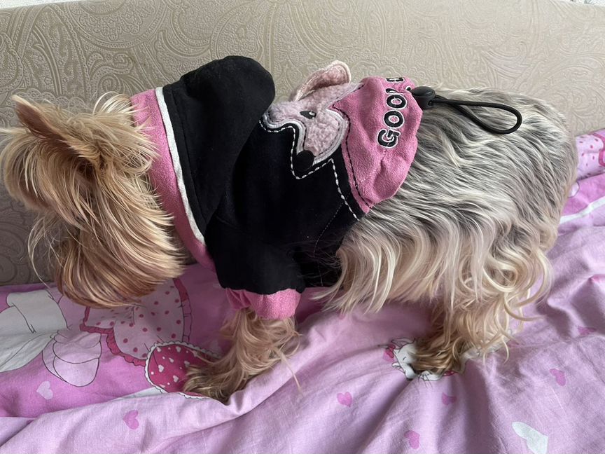 Кофта для собак с капюшоном