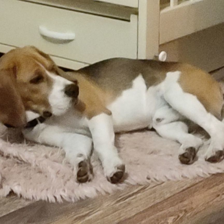 Бигль, взрослый пёс