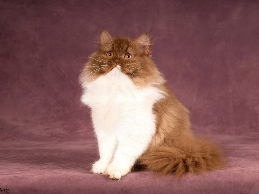 Британский котёнок