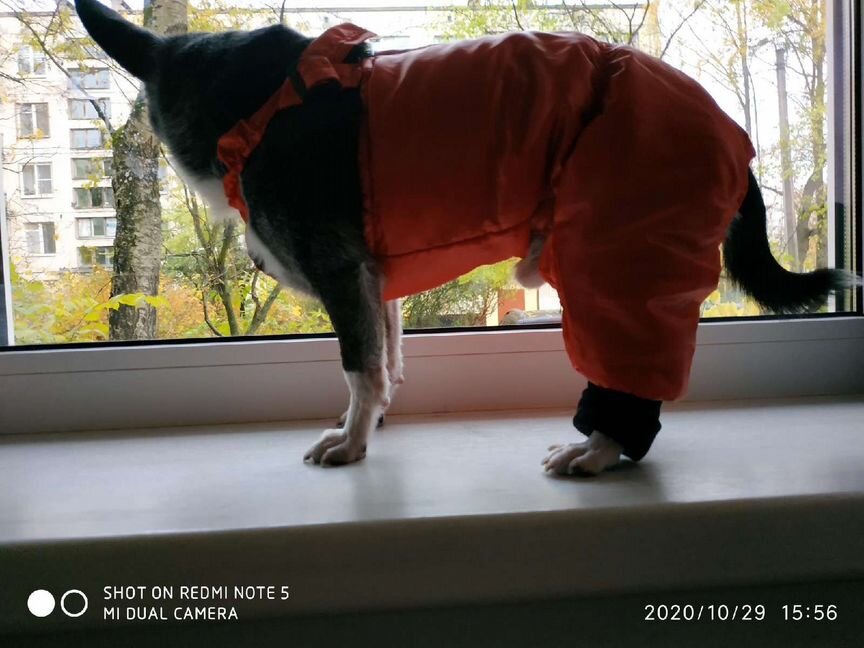 Полукомбинезон для маленькой собаки