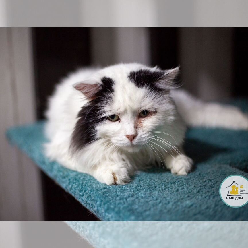 Взрослый кот в добрые руки