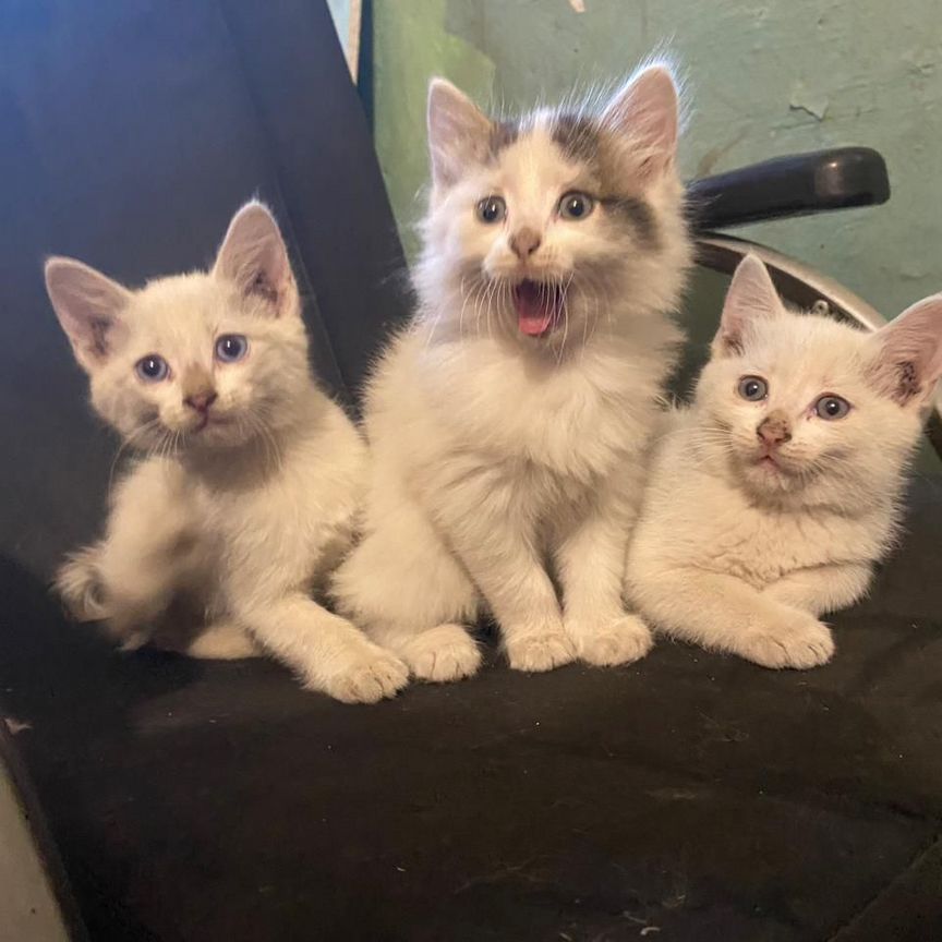 Отдам бесплатно котят в добрые руки