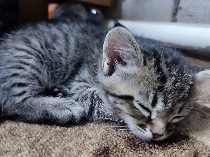 Кошка турецкая Ангора