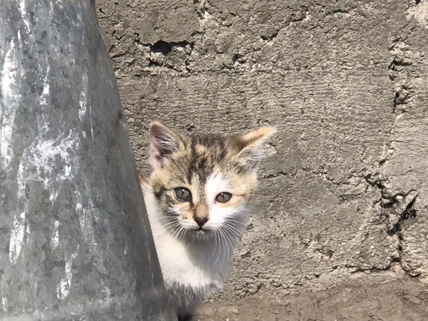 Котенок