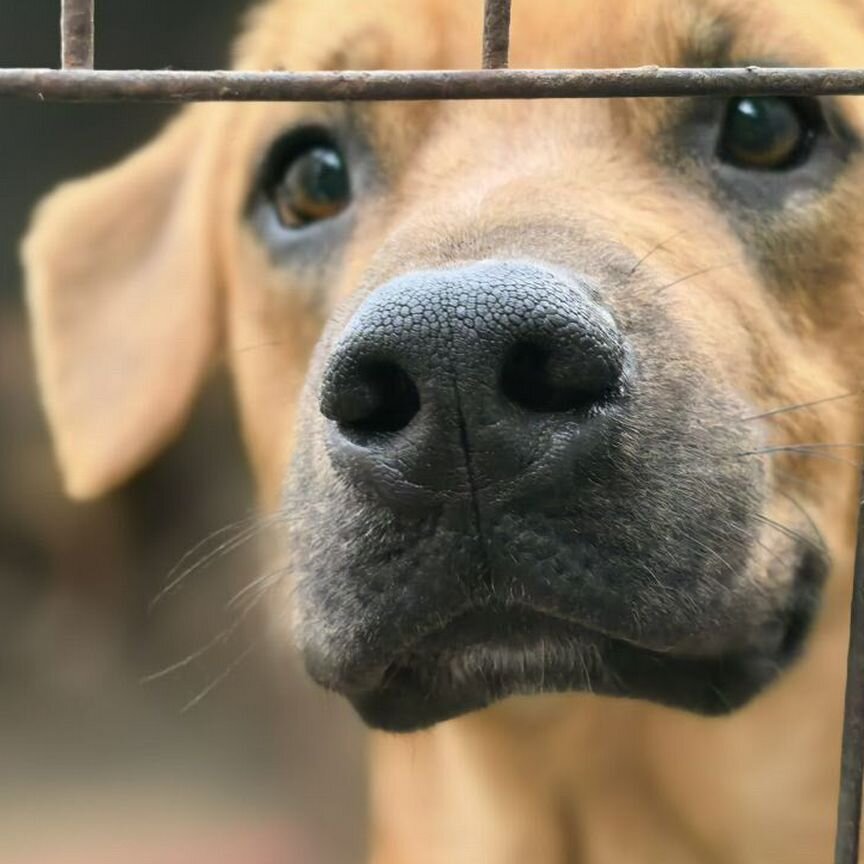 Взрослый пёс в добрые руки